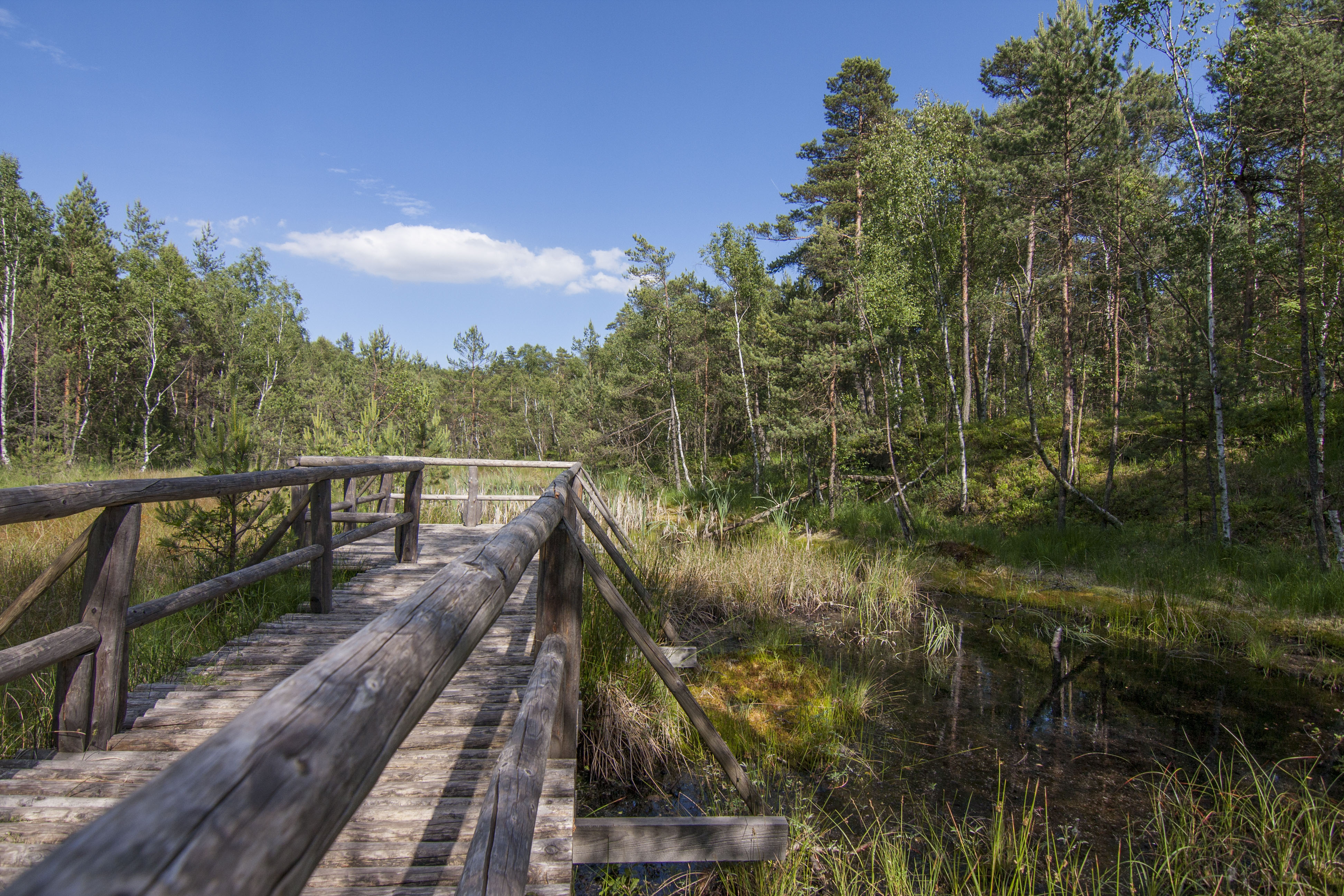 Naturpark Hochmoor Schrems I Naturerlebnisse im Waldviertel